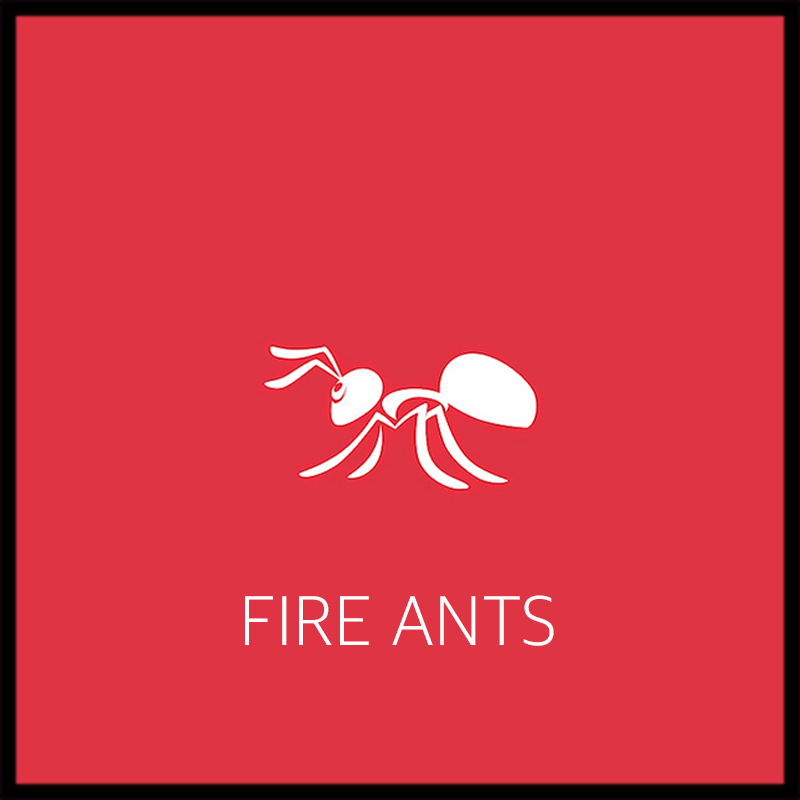 Fire Ant Logo